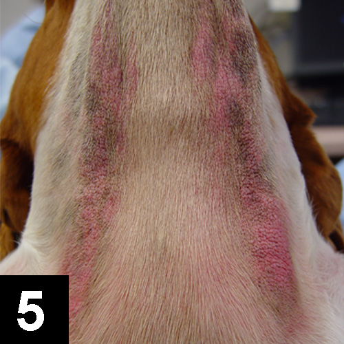 Scaling & Crusting Skin Disease | Clinician's Brief