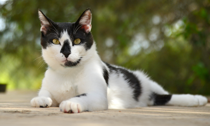 Differential Diagnosis: Peripheral Lymphadenopathy in Cats