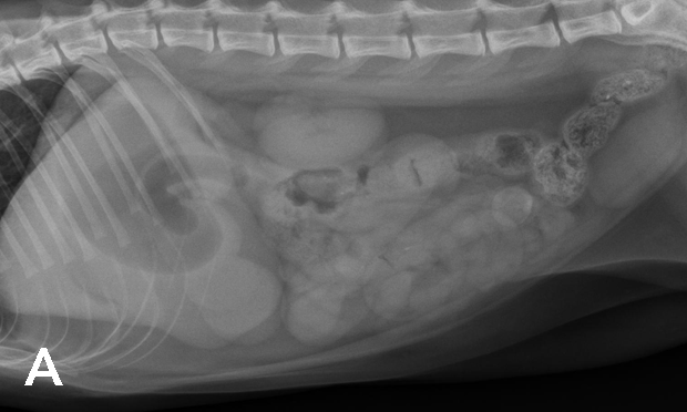 To Cut or Not To Cut: Foreign Body in a Cat?