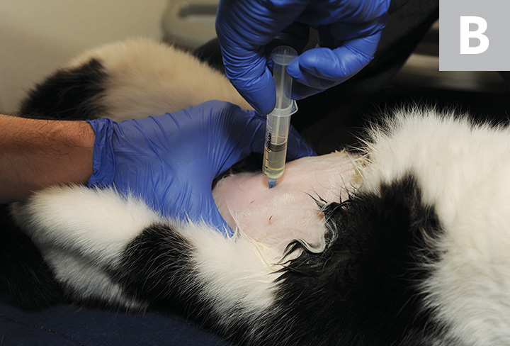 Cystocentesis (Step-by-Step Guide) | Clinician's Brief