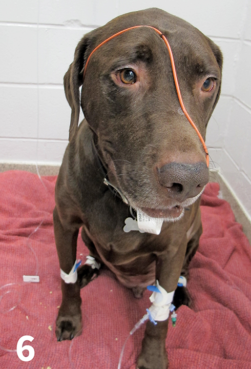 Oxygen Therapy in Dogs & Cats | Clinician's Brief