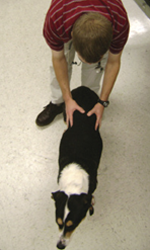 Body Condition Score Techniques for Dogs | Clinician's Brief