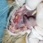Common Oral Tumors in Dogs & Cats