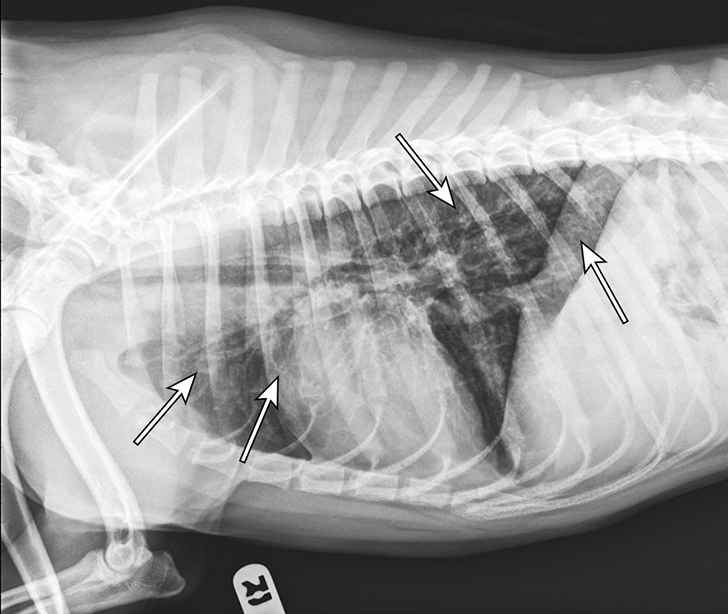 Chronic & Persistent Coughing in a Dog | Clinician's Brief