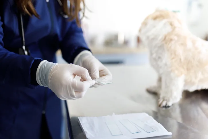 Trusted daily essentials for today's veterinarians | Clinician's Brief