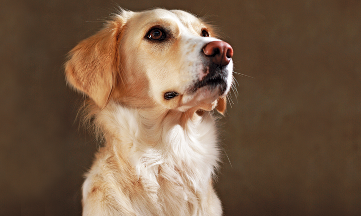 Thoracic Limb Lameness in a Dog