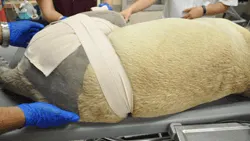 Step by Step Guide to a Closed Hip Reduction