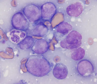 Gastrointestinal Signs in a Cat