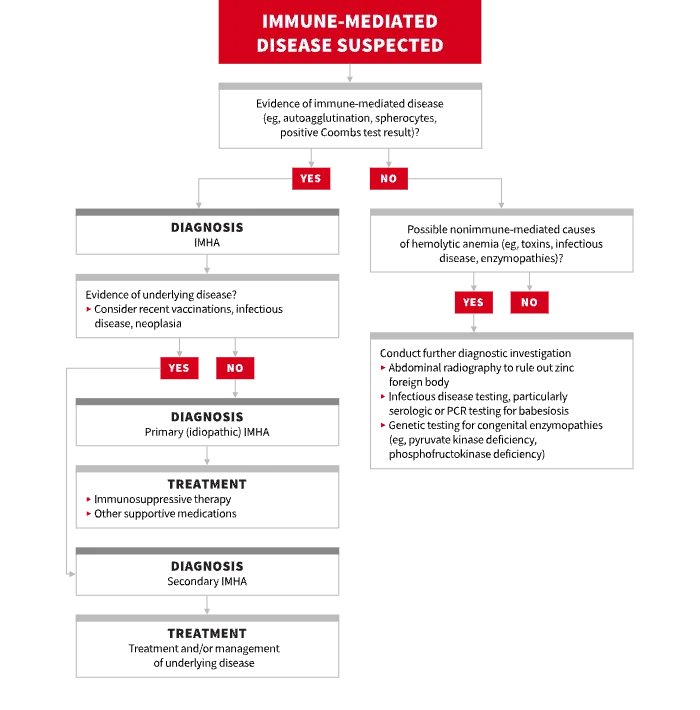 Causes of Icterus (Jaundice) in Dogs | [site:name]