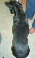 Canine Obesity-A Treatable Condition | Clinician's Brief