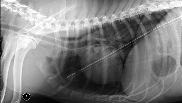 Outcomes of Blunt Thoracic Trauma in Dogs | Clinician’s Brief