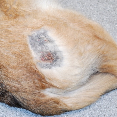 Top 5 Preventive Care Tips for Dogs & Cats with Cancer | Clinician's Brief