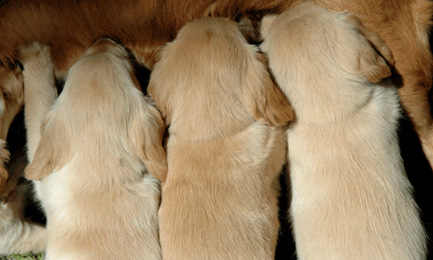 Dystocia Diagnosis & Management