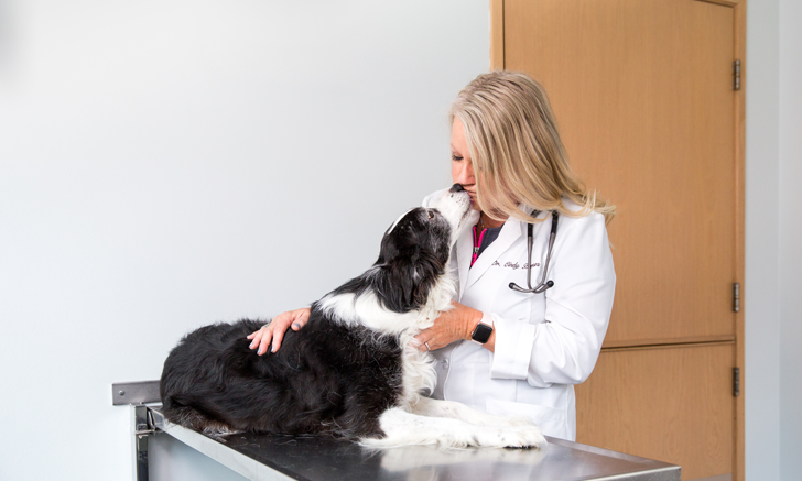 Podcast: Reclaiming Joy in Veterinary Medicine: Tips For Reducing Daily ...