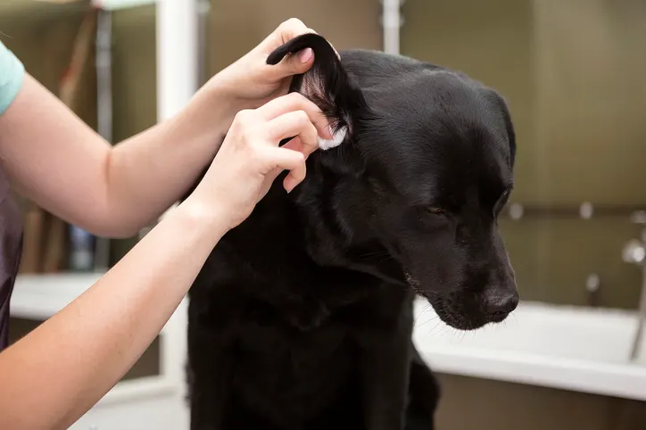 Ear Cleaning & Treatment Outcomes in Dogs With Otitis Externa