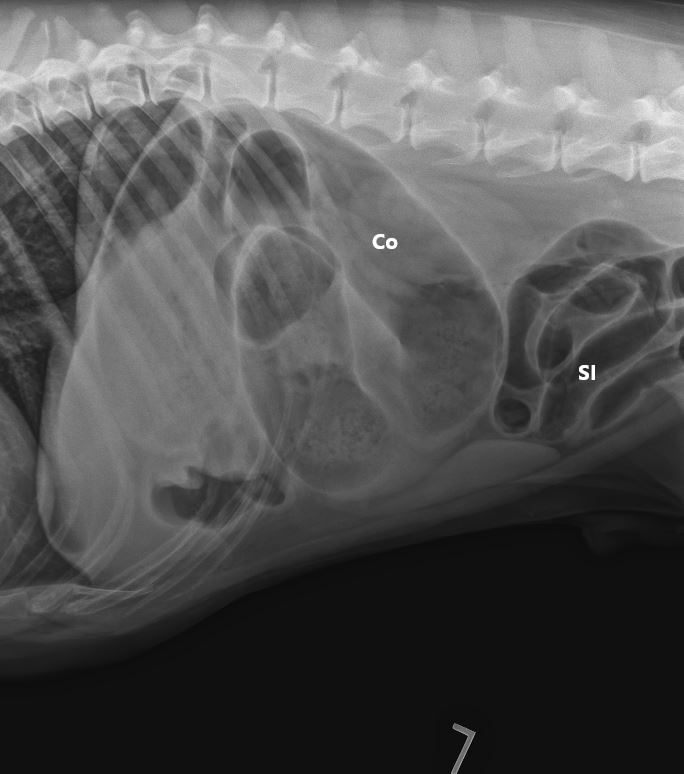 Colonic Volvulus & Entrapment in a Labrador Retriever | Clinician's Brief
