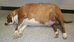 Obesity Management in Dogs | Clinician's Brief