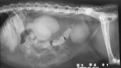 Pyonephrosis in the Cat & Dog | Clinician's Brief