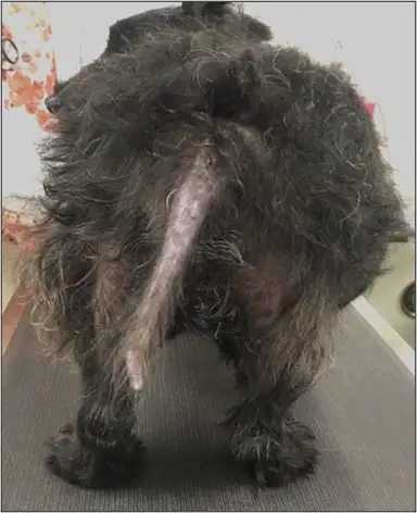 Canine Hypothyroidism: Overview, Diagnosis, Treatment