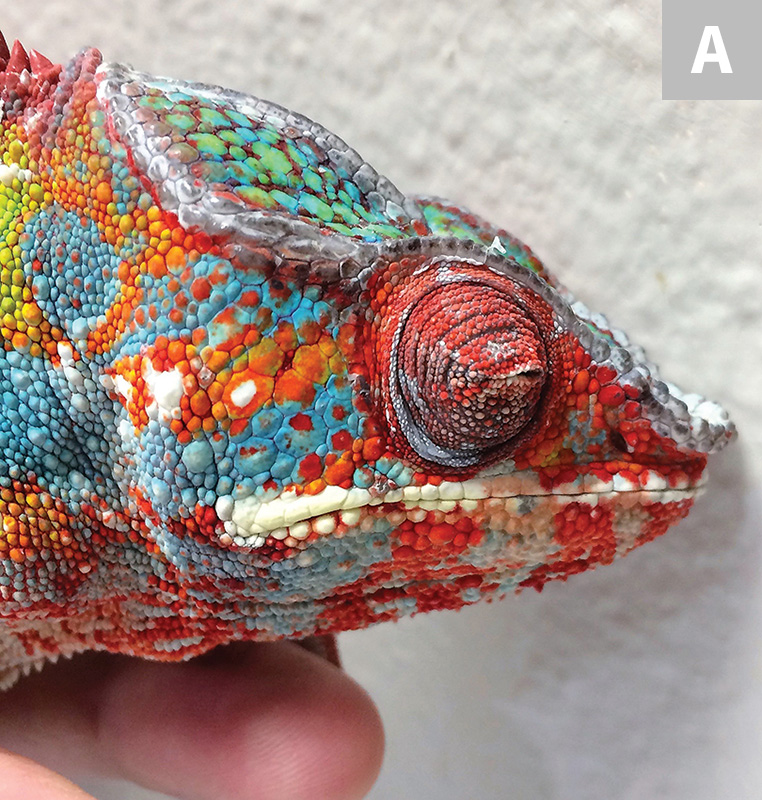 Vitamin A Deficiency in Insectivorous Lizards | Clinician's Brief