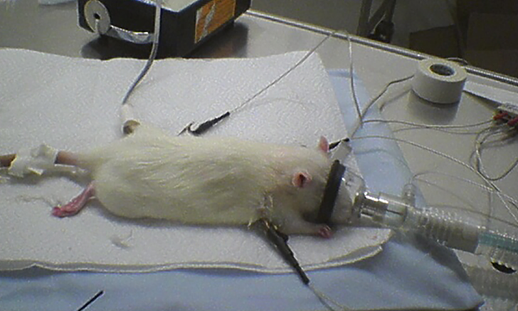 Anesthesia Considerations in Small Mammals
