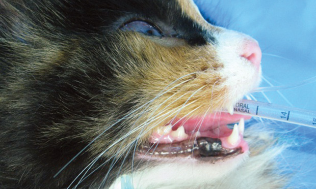 Nerve Blocks for Oral Surgery in Cats: Step-by-Step Guide