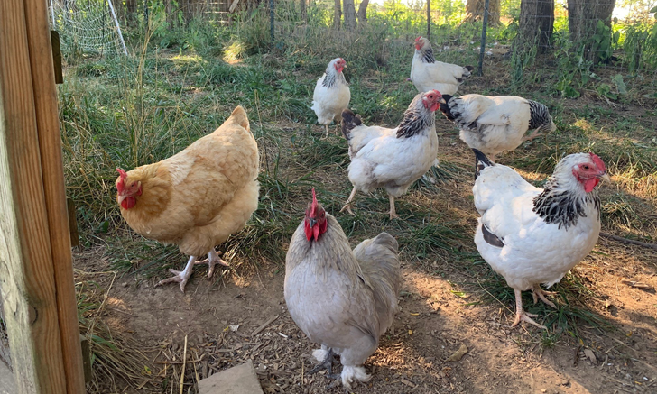 Top 5 Zoonotic Diseases Transmitted by Pet Birds