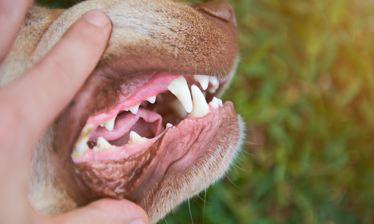 Ozone Therapy to Prevent Plaque Formation in Dogs