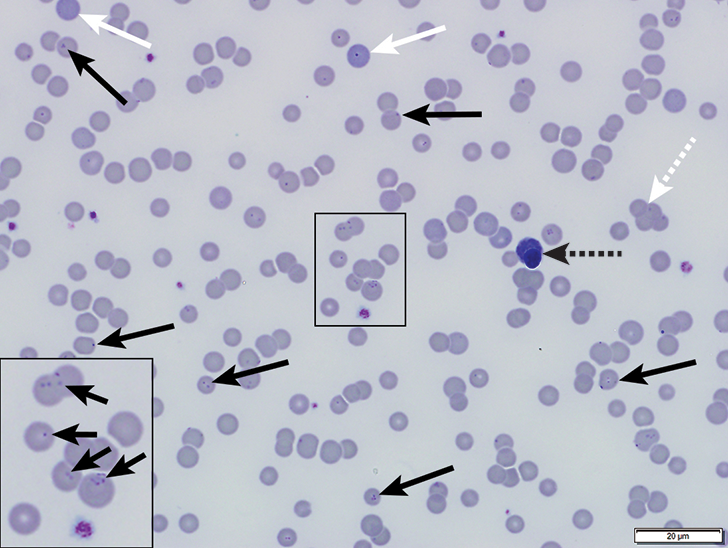 Reticulocyte Count In Felines