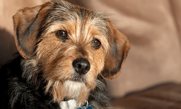 The Case: Coughing, Gagging, & Ataxia in a Young Terrier Mix ...