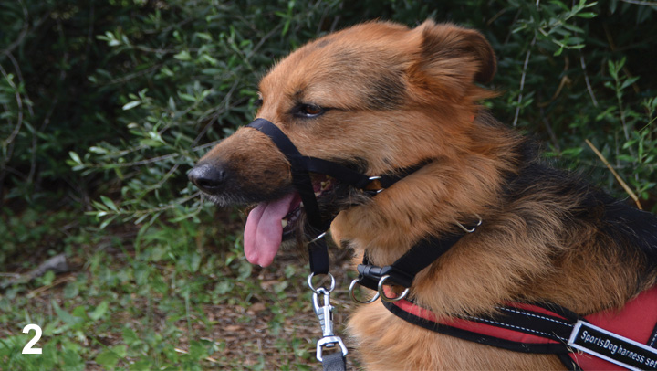 Handling Aggressive Dogs | Clinician's Brief