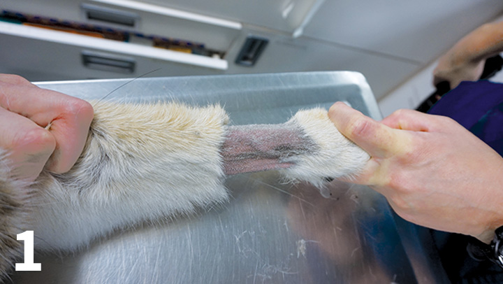 Step-by-Step: Peripheral Catheter Placement | Clinician's Brief