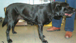 Canine Obesity-A Treatable Condition | Clinician's Brief