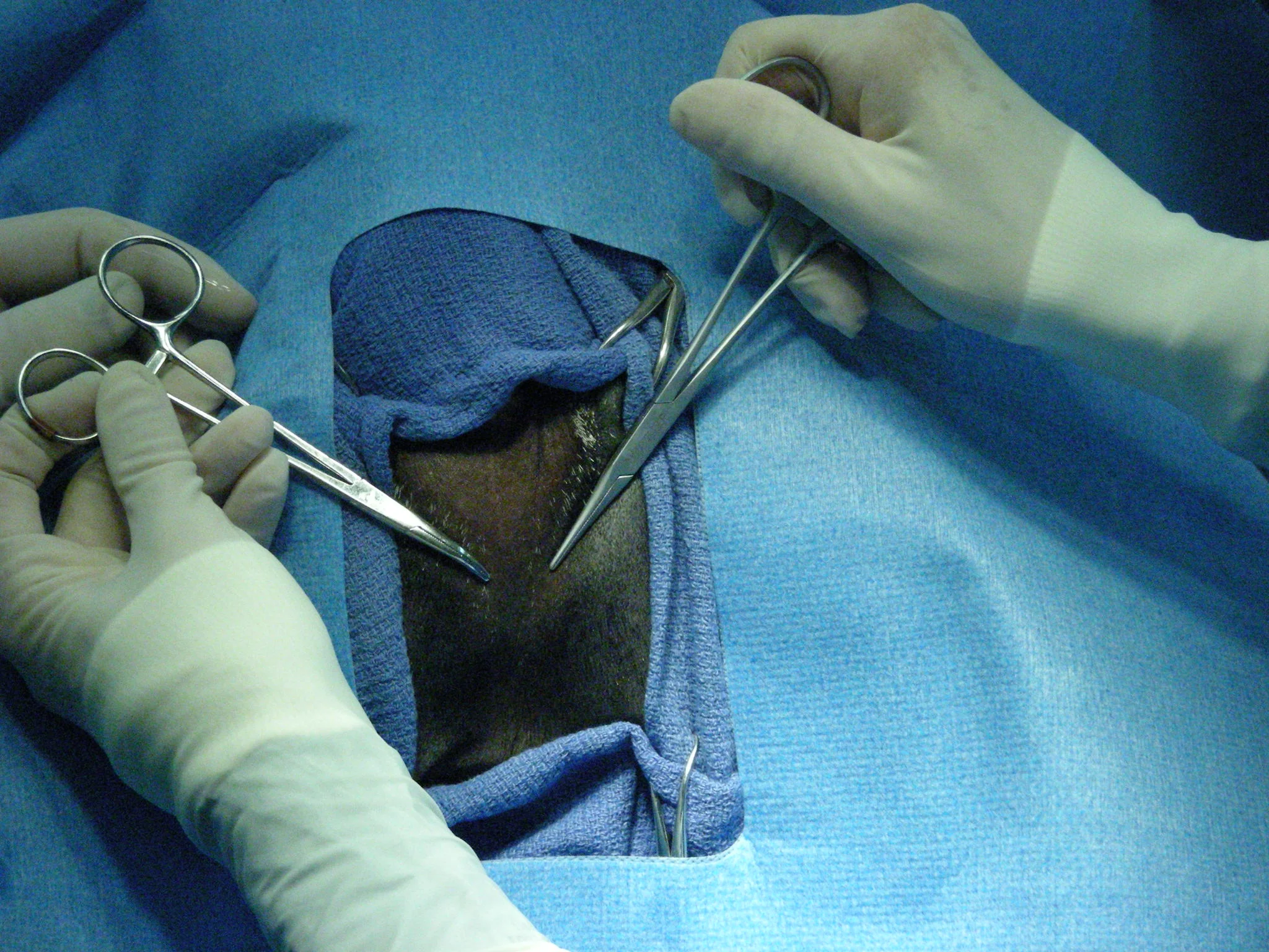 Modified Perineal Urethrostomy for Obstructed Goats