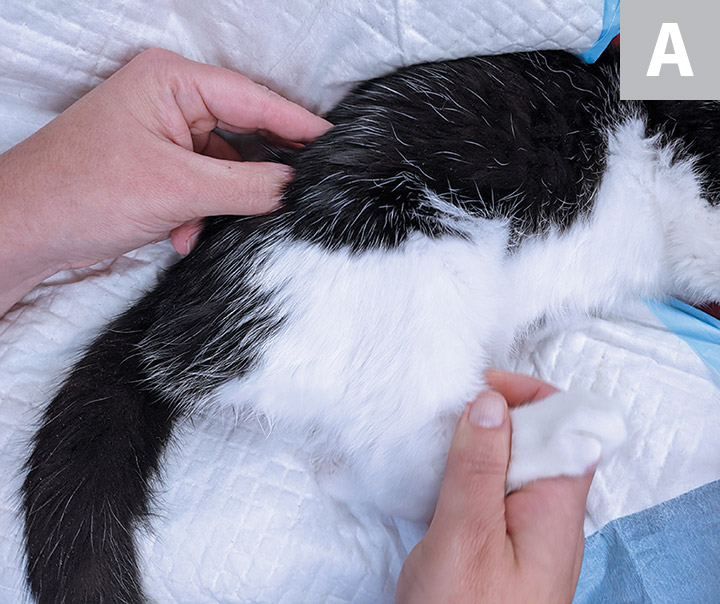 Step-by-Step Approach to Feline Orthopedic Examination | Clinician's Brief