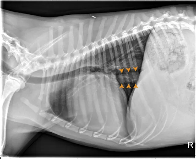 Heart Evaluation on Thoracic Radiographs in Dogs: Guide