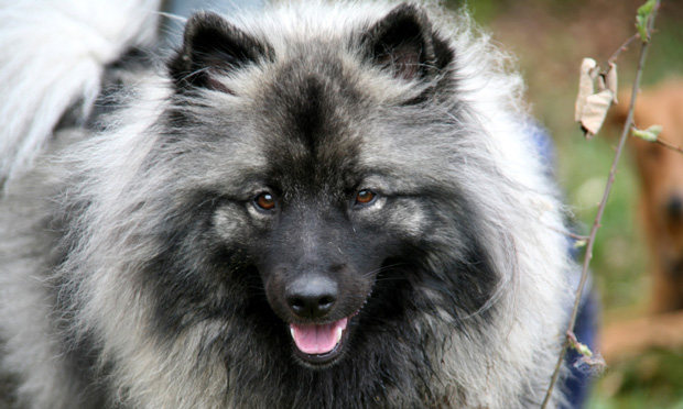 Interpretation of Parathyroid Abnormalities