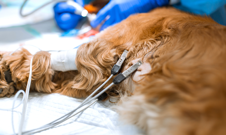 Treatment of Dexmedetomidine-Induced Bradycardia in Dogs