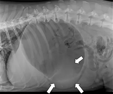 360-Degree GDV vs Gastric Dilatation: Radiographic Clues