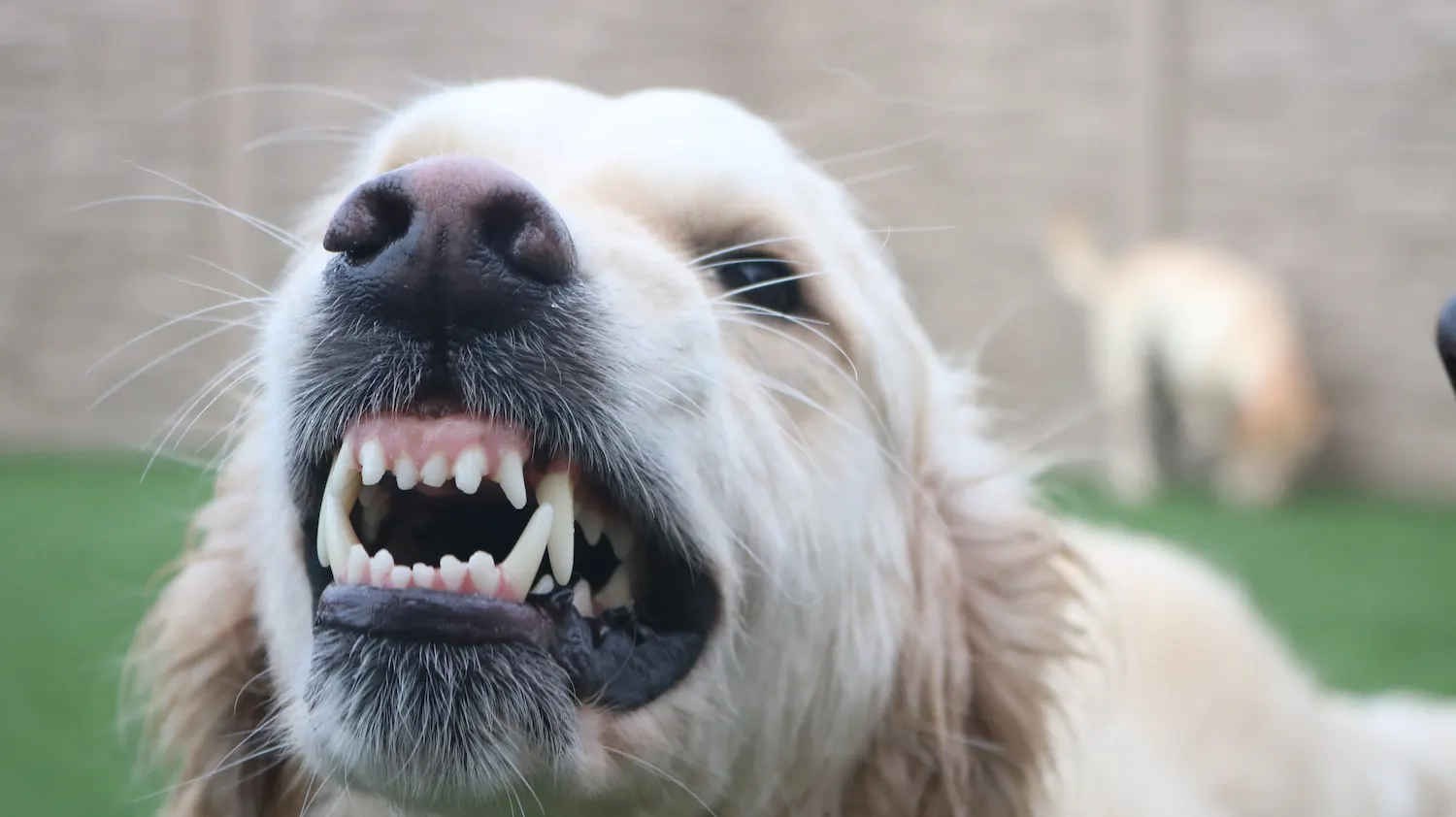 Addressing Growling Behavior in Canine Patients: Quiz