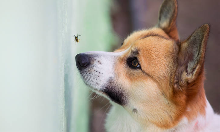 Spontaneous Abdominal Effusion Associated with Presumed Anaphylaxis in Dogs