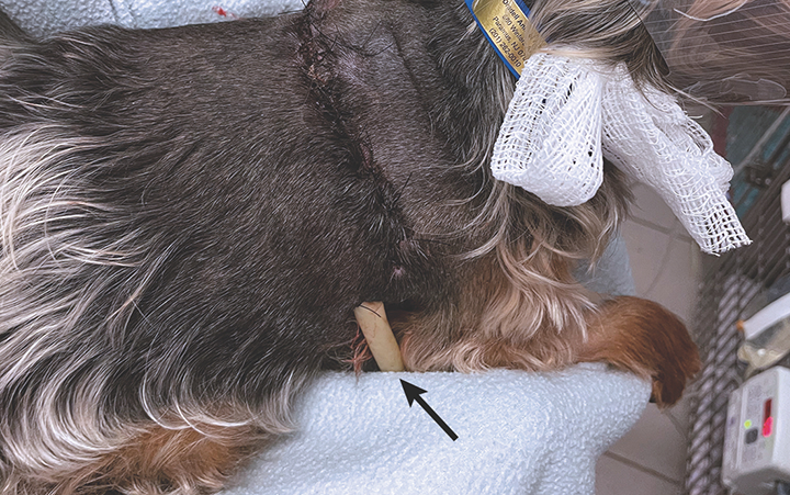 Bite Wounds in Dogs | Clinician's Brief