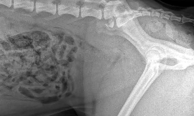 Treatment of Lumbosacral Disease