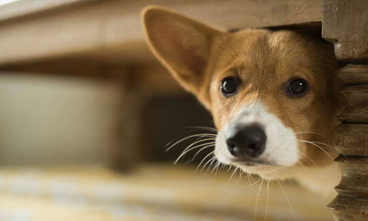 Signs of Patient Stress & Excitement on Clinical Pathology