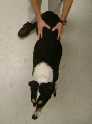 Body Condition Scoring for Dogs: Techniques & Scales