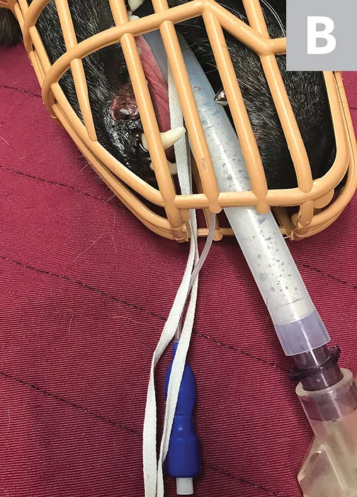 Top Tips for Anesthesia in Fractious Dogs | Clinician's Brief