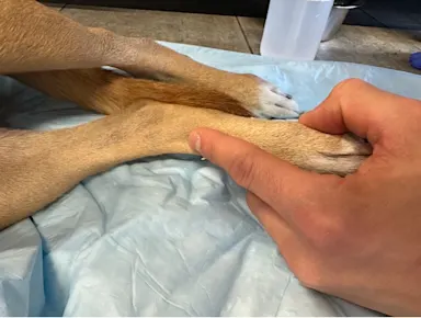 Comprehensive Guide to Assessing Pulses in Cats & Dogs