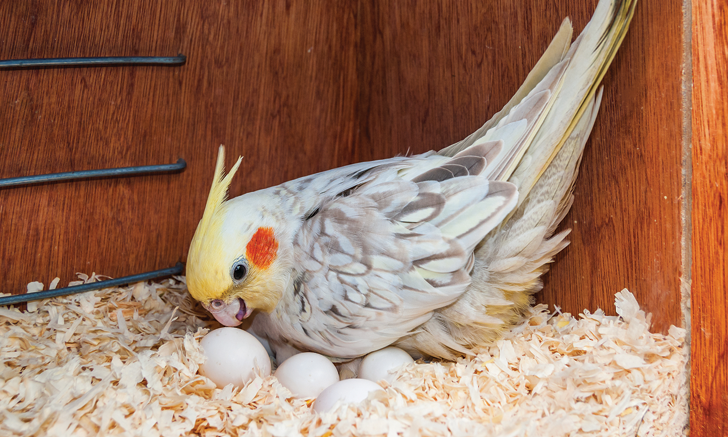 Egg Binding in Pet Birds