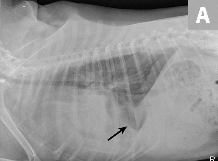 Acute Pleural Effusion in a Dog | Clinician's Brief
