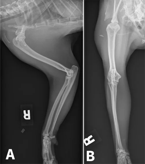 To Cut or Not to Cut: Lameness in a Cat